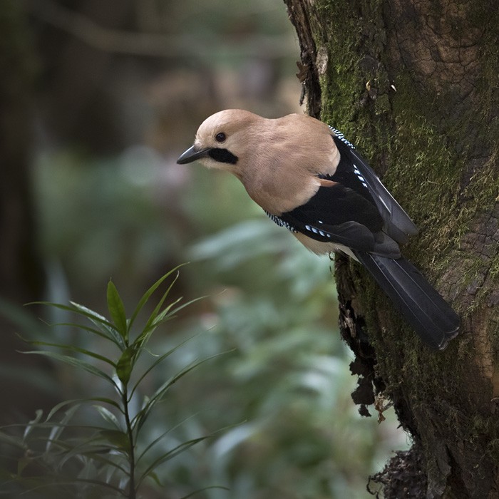 Eurasian Jay (Himalayan) - eBird