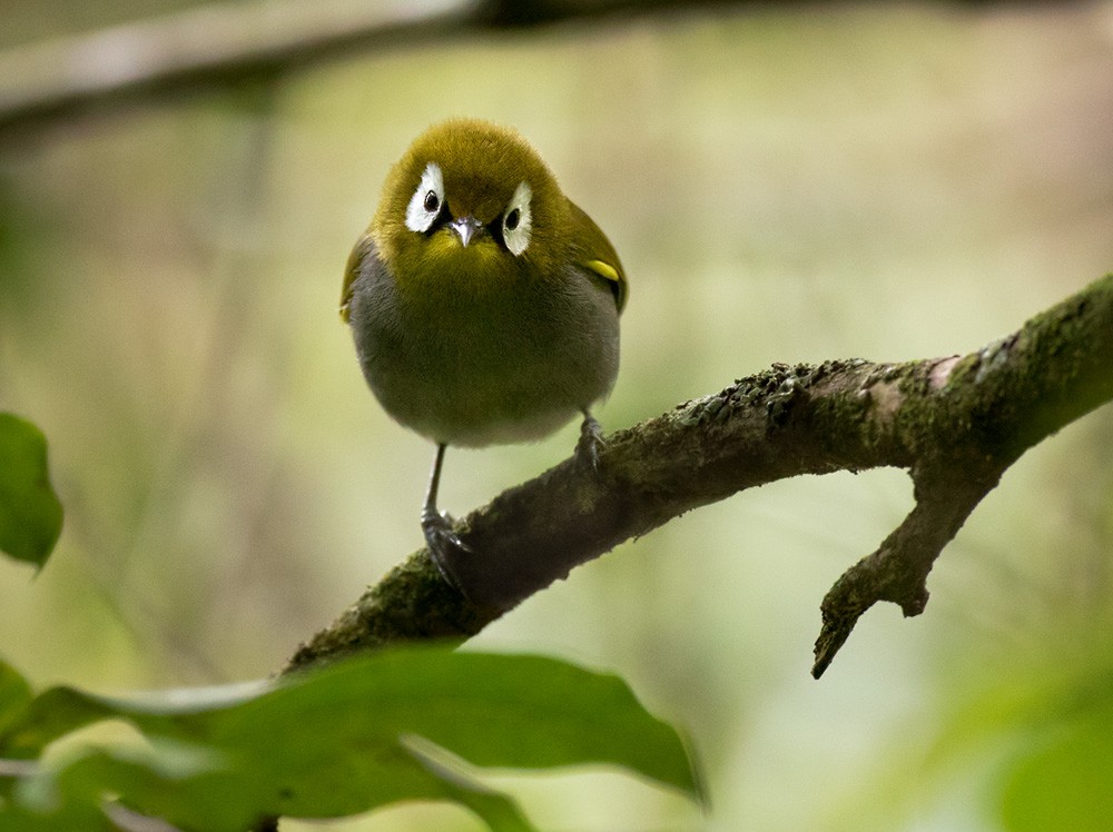Taita White-eye - eBird