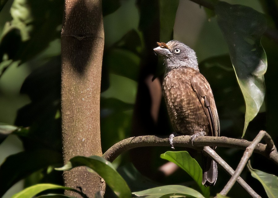Grey-throated Barbet (Grey-headed) - eBird