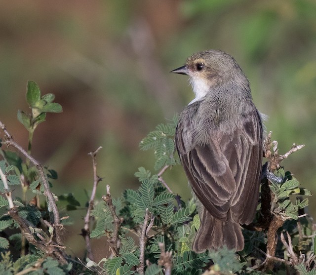 Photos - Mouse-colored Penduline-Tit - Anthoscopus musculus - Birds of ...