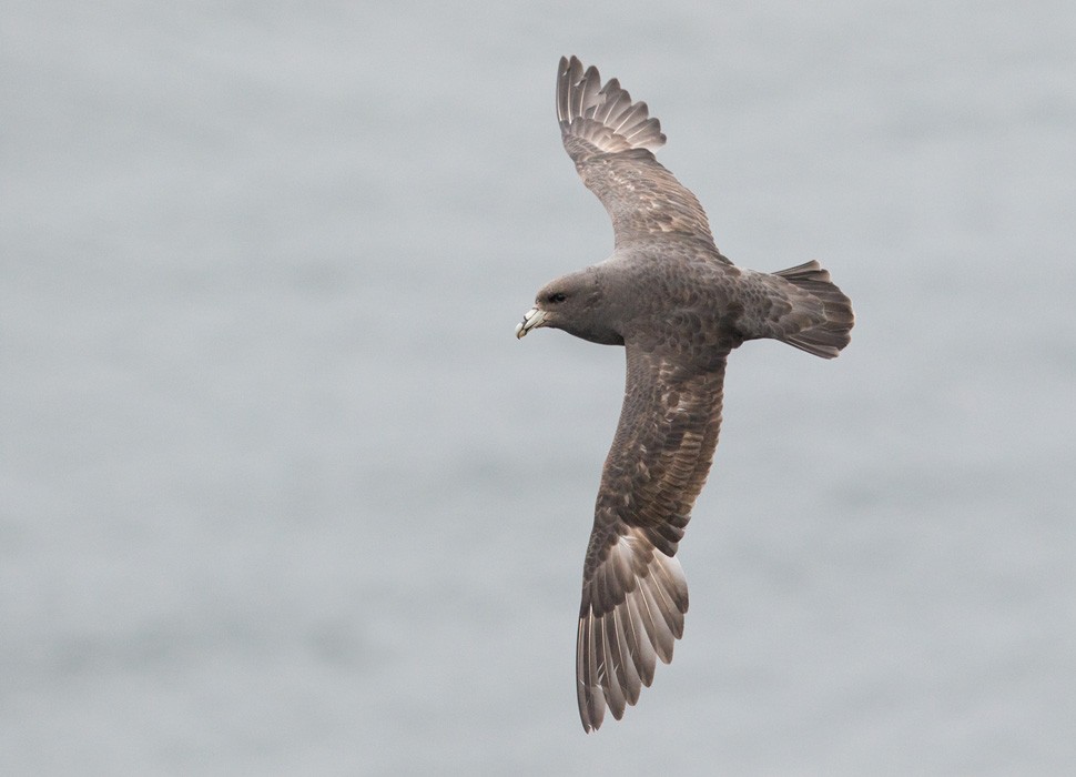 Northern Fulmar (Pacific) - eBird