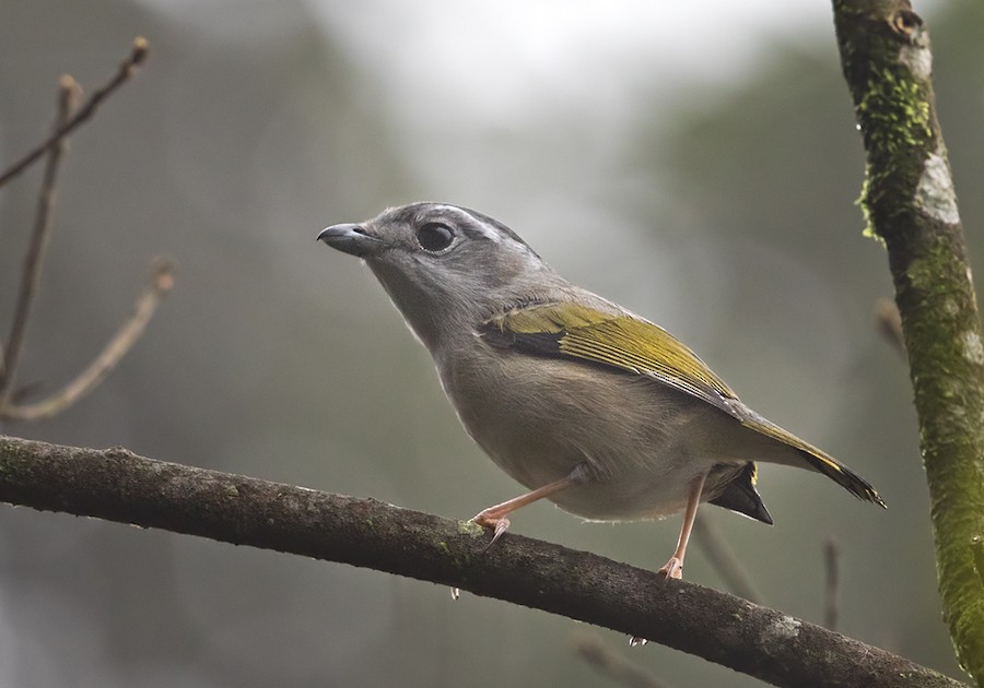 Blyth's Shrike-Babbler (Gray-breasted) - eBird