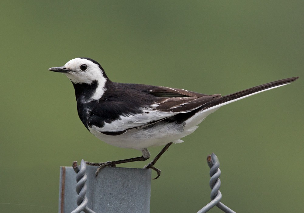 ML206000781 - White Wagtail (Chinese) - Macaulay Library
