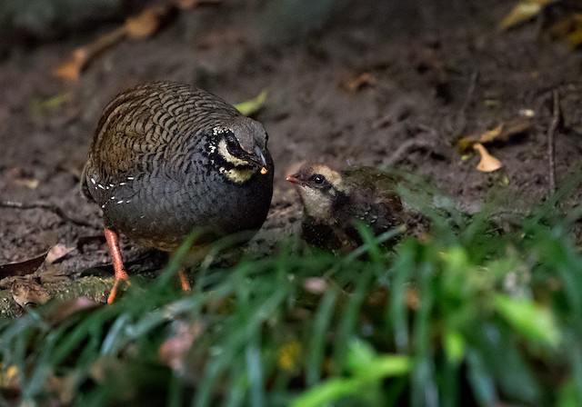 Photos - Taiwan Partridge - Arborophila crudigularis - Birds of the World