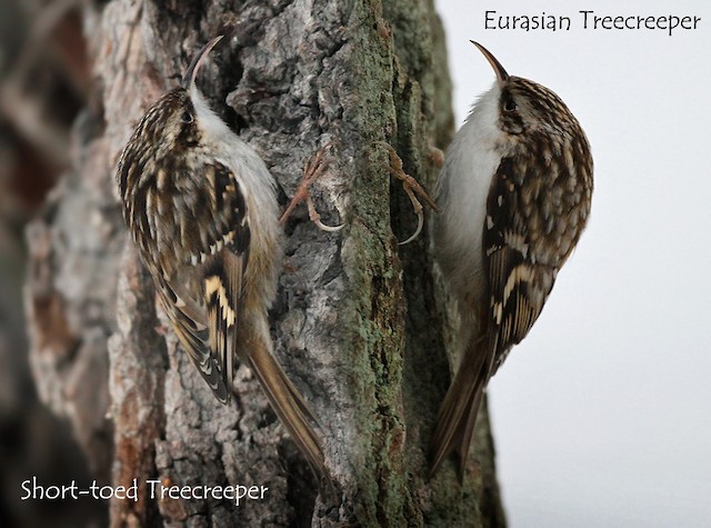 Photos - Short-toed Treecreeper - Certhia brachydactyla - Birds of the ...