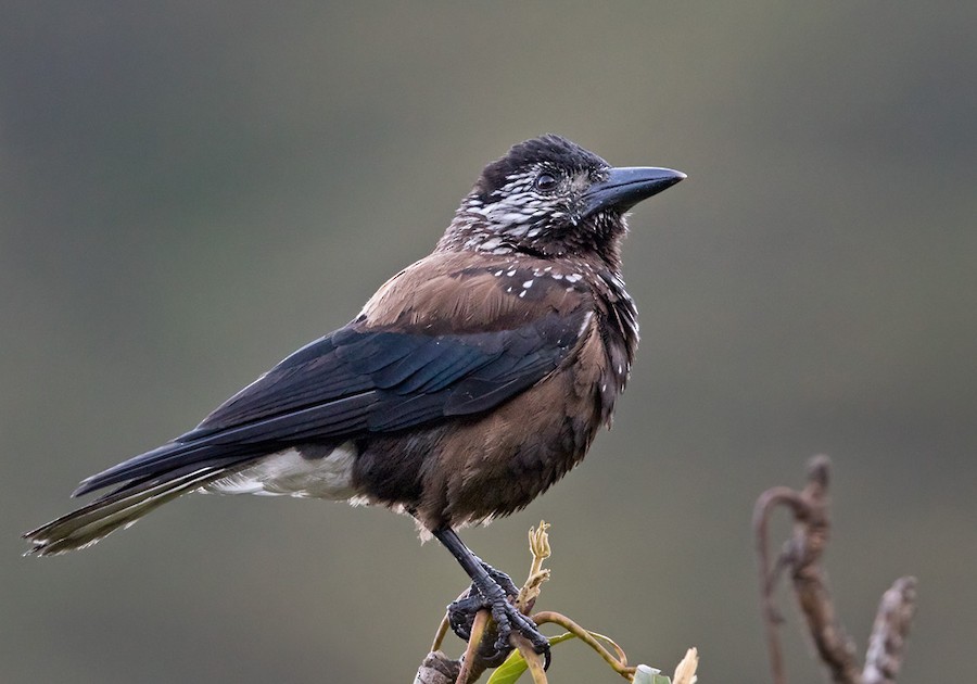 Eurasian Nutcracker (Southern) - eBird