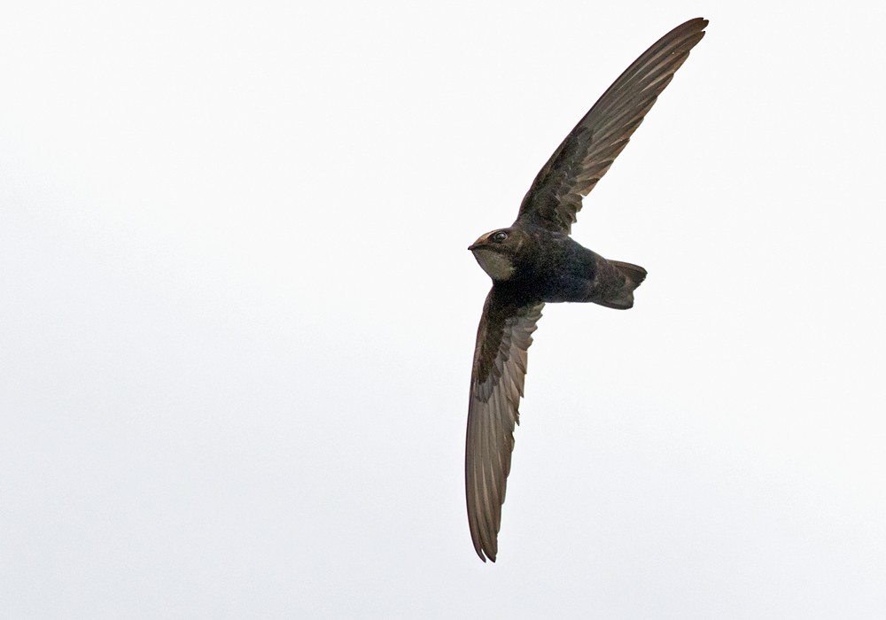 Little Swift (Bannerman's) - eBird