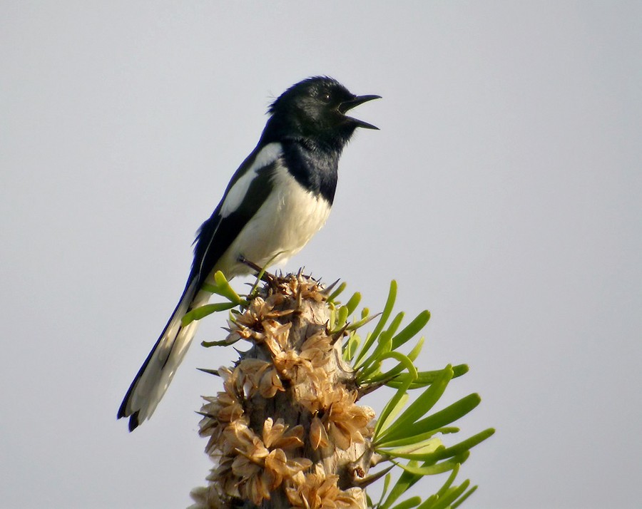 Madagascar Magpie-Robin (White-winged) - eBird