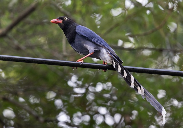 Photos - Taiwan Blue-Magpie - Urocissa caerulea - Birds of the World
