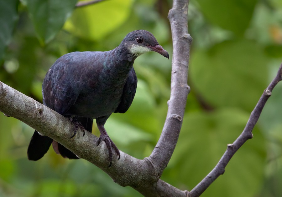 White-throated Pigeon (Samoan) - eBird
