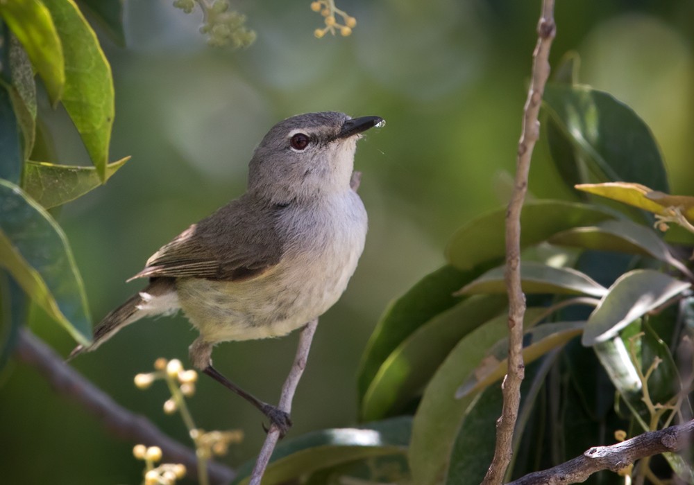 ML206009761 - Fan-tailed Gerygone - Macaulay Library