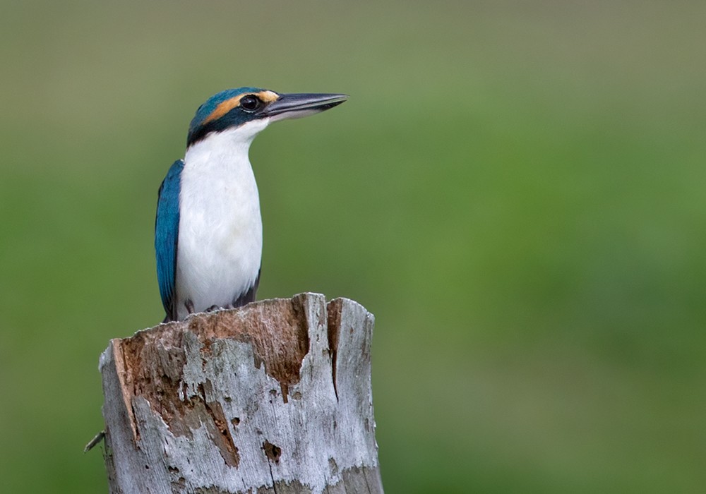 Pacific Kingfisher (Vanuatu) - eBird