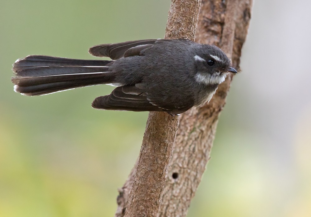 gray fantail (Melanesian) - eBird