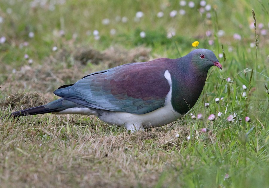 New Zealand Pigeon (New Zealand) - eBird