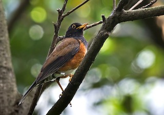 Izu Thrush - Turdus celaenops - Birds of the World
