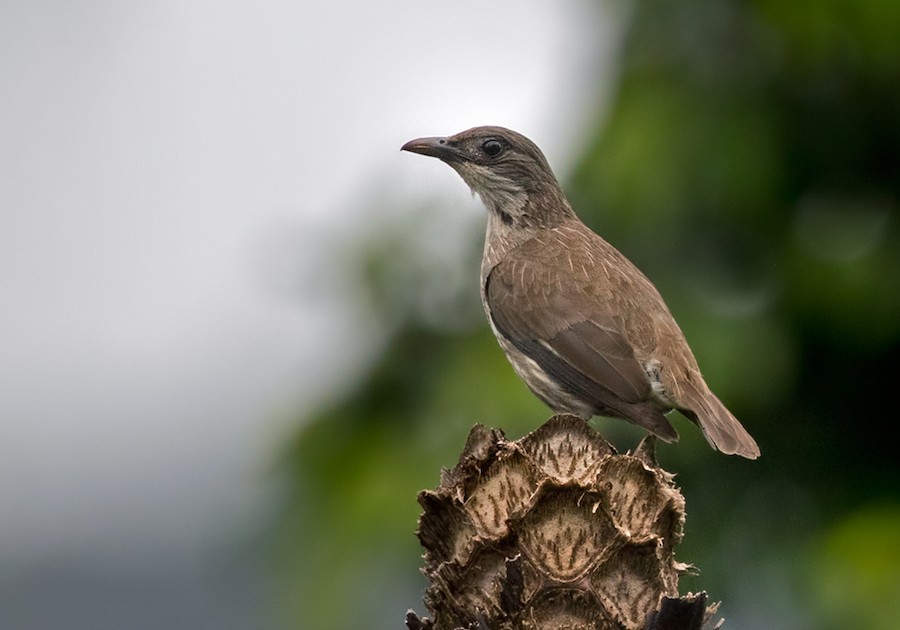 Polynesian Starling (Polynesian) - eBird