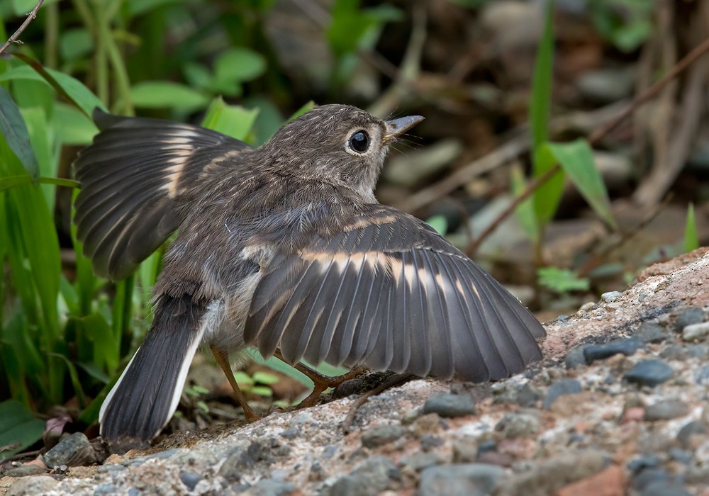 Pacific Robin (Vanuatu) - eBird