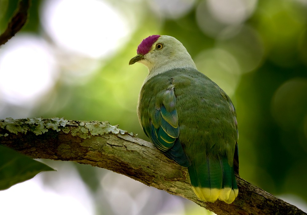 Crimson-crowned Fruit Dove (Samoan) - eBird