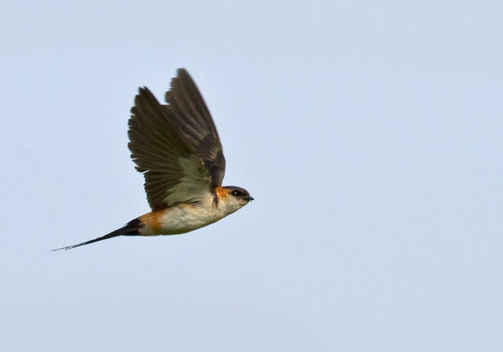 Red-rumped Swallow (West African) - eBird