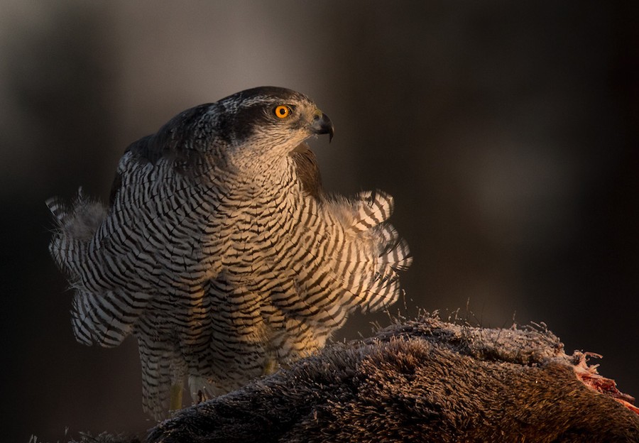 Northern Goshawk (Eurasian) - eBird
