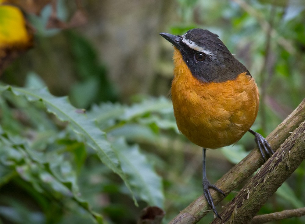 Mountain Robin-Chat (Mountain) - eBird