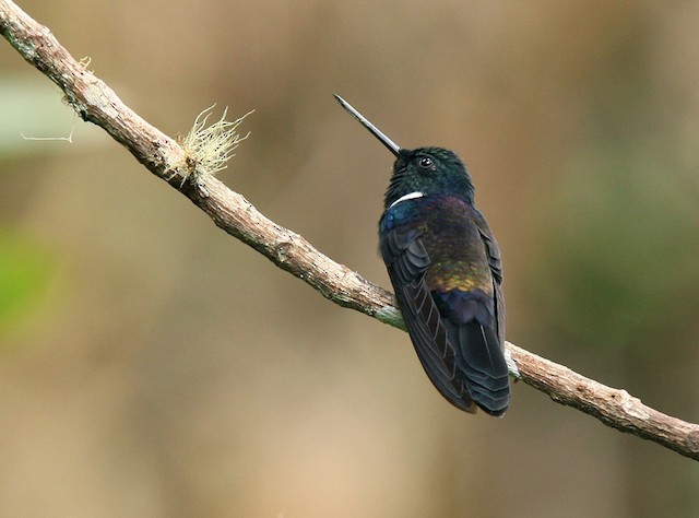 Black Inca Hummingbird