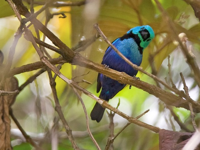 Seven Colored Tanager