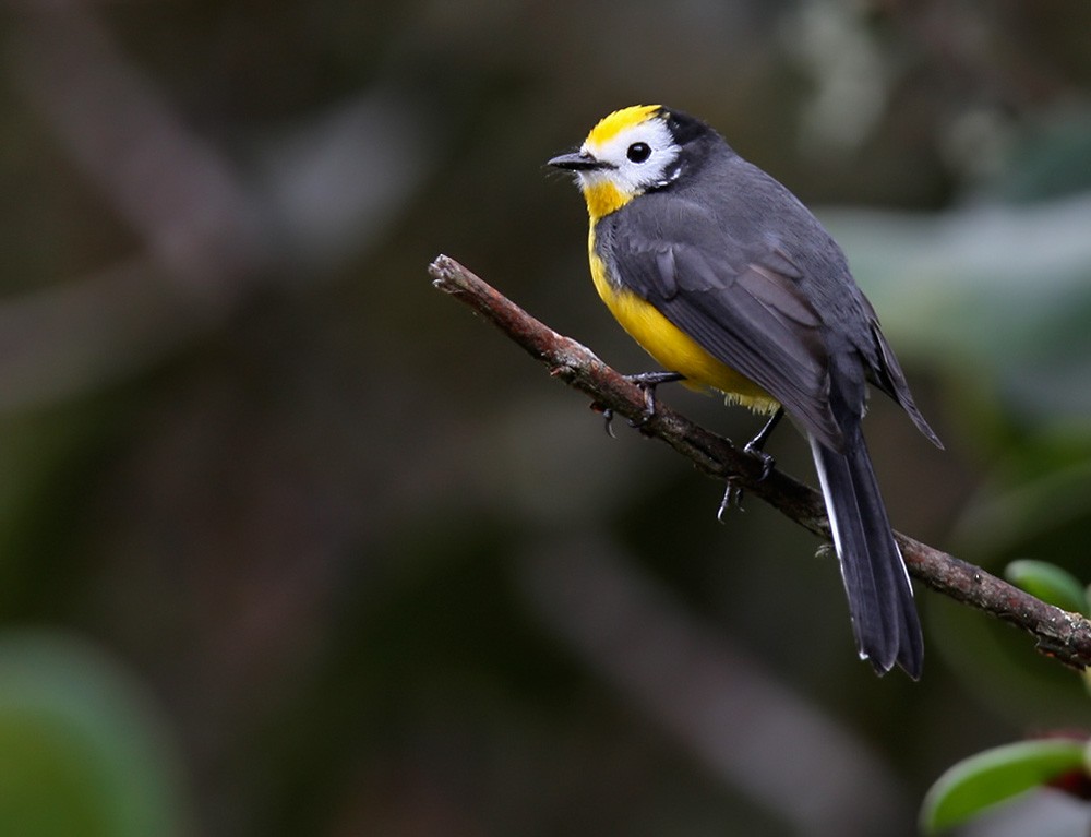 Golden-fronted Whitestart (Yellow-fronted) - eBird