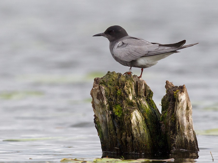 Black Tern (Eurasian) - eBird