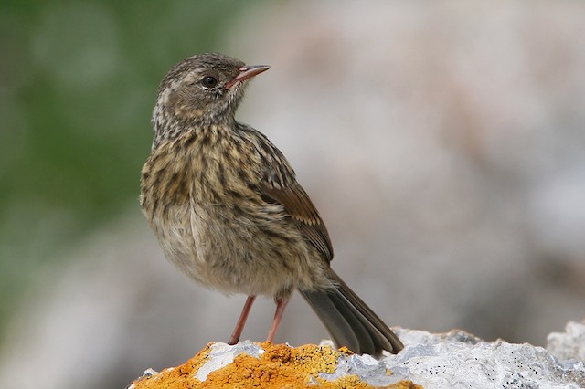Photos - Robin Accentor - Prunella rubeculoides - Birds of the World