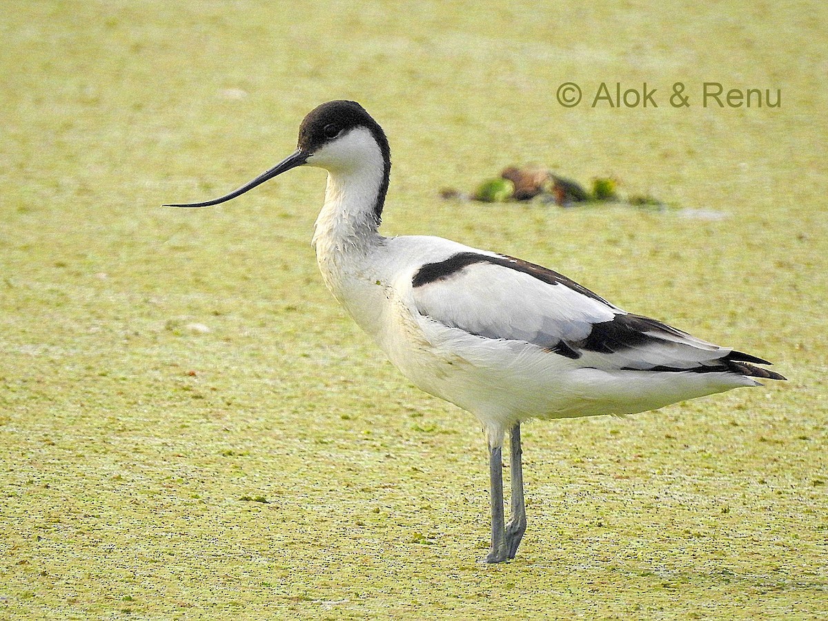 ML206071351 - Pied Avocet - Macaulay Library