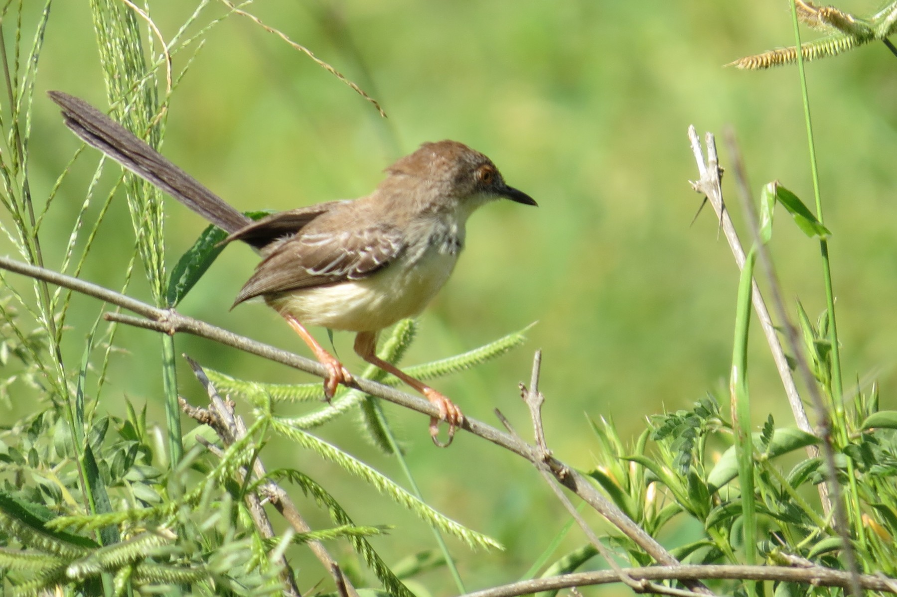 Red-fronted Prinia (Rufous-backed) - eBird