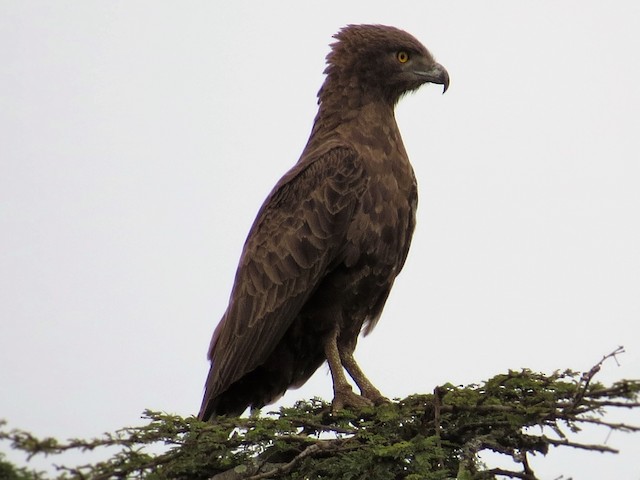 Brown Snake Eagle