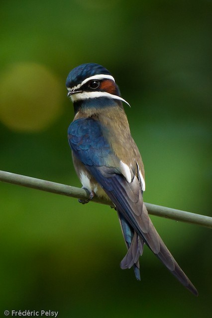 Whiskered Treeswift Bird Pictures