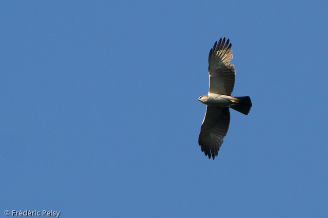 Philippine Eagle Flying Hd