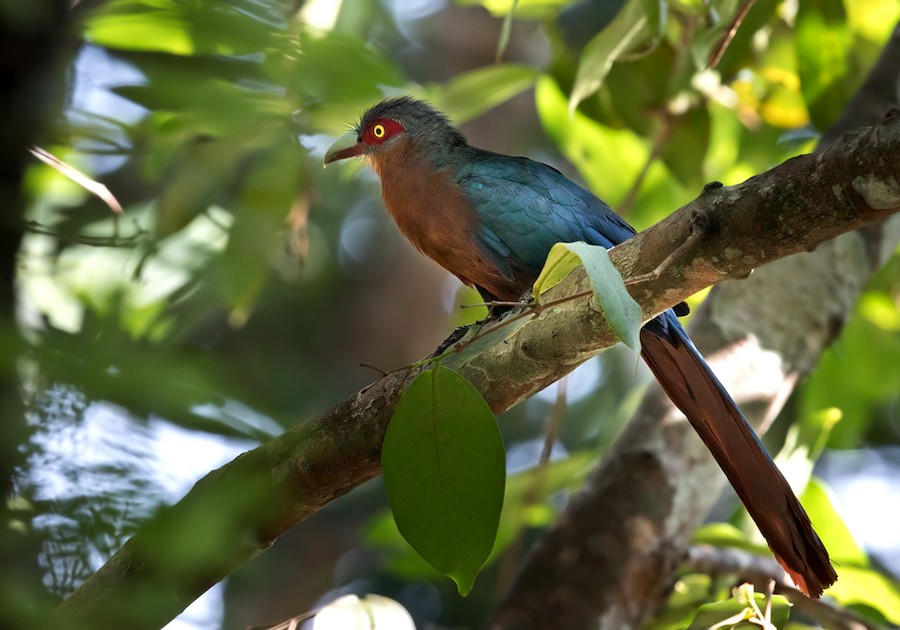 Malcoha rouverdin (groupe curvirostris) - eBird