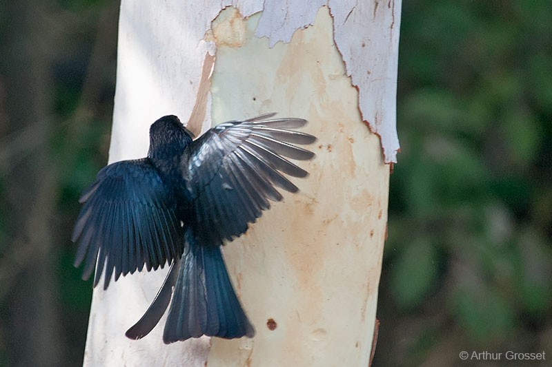 Spangled Drongo (Spangled) - eBird