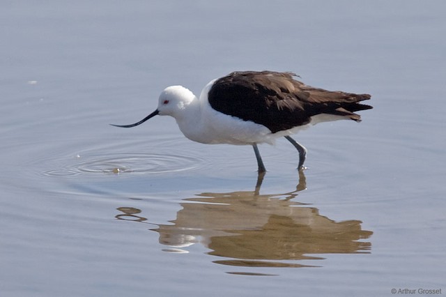 Photos - Andean Avocet - Recurvirostra andina - Birds of the World