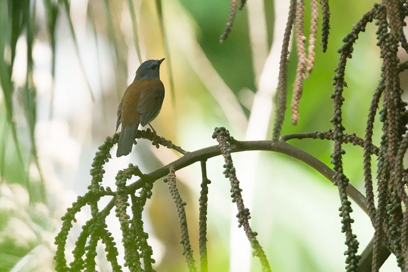 Andean Solitaire (plumbeiceps) - eBird