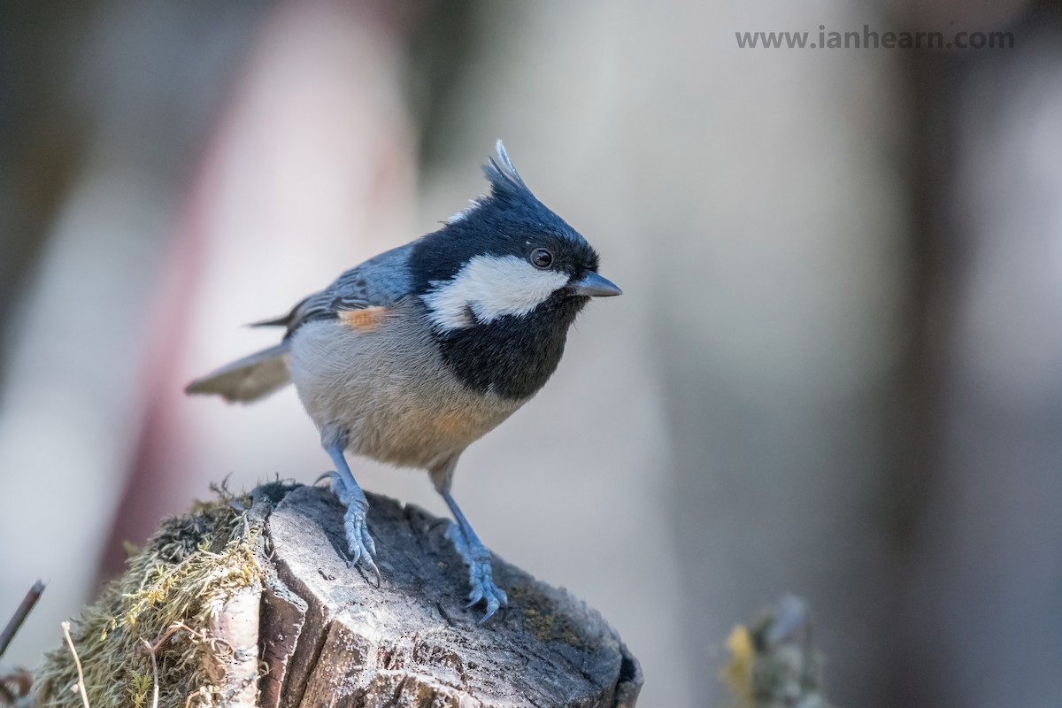 eBird Checklist - 15 Nov 2019 - Sagarmatha National Park - Tengboche ...