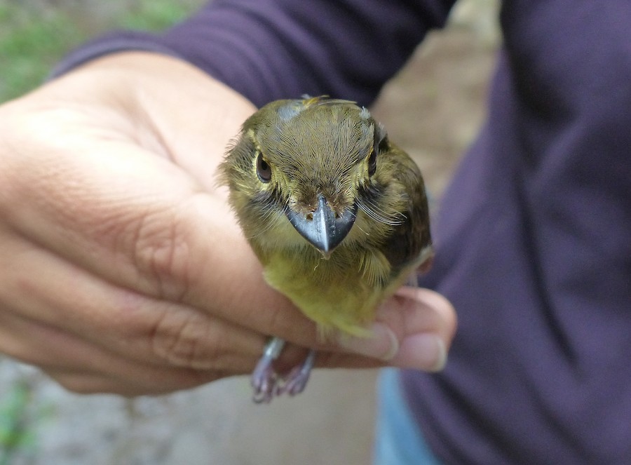 Pico Chato Gargantiblanco [grupo albogularis] - eBird