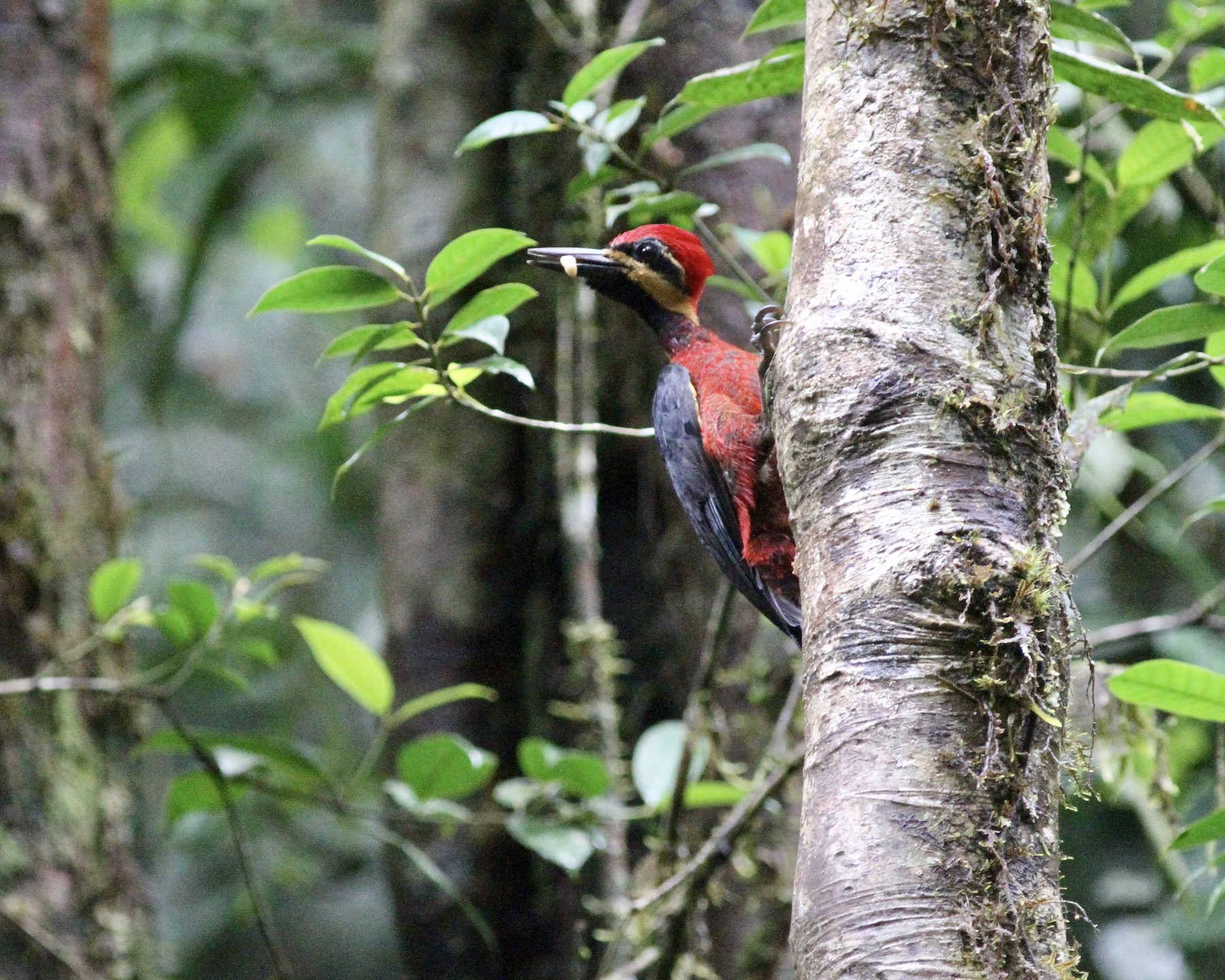 Crimson-bellied Woodpecker (Splendid) - eBird