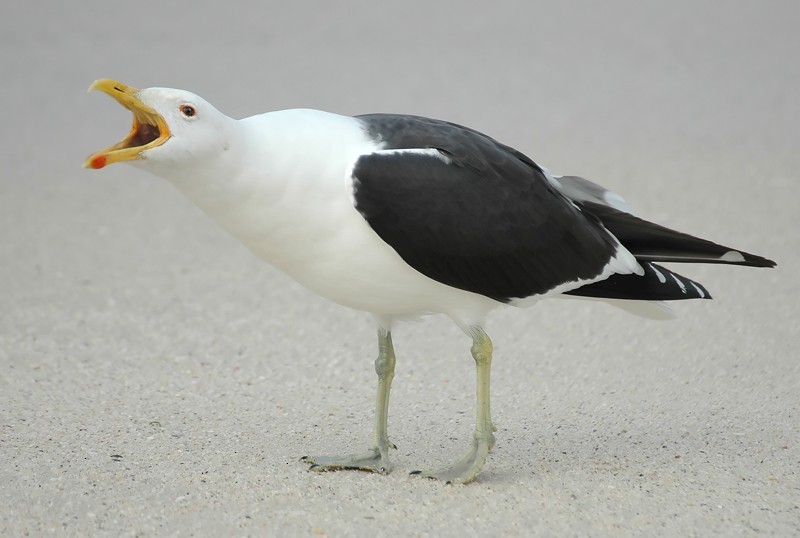 Kelp Gull (Cape) - eBird