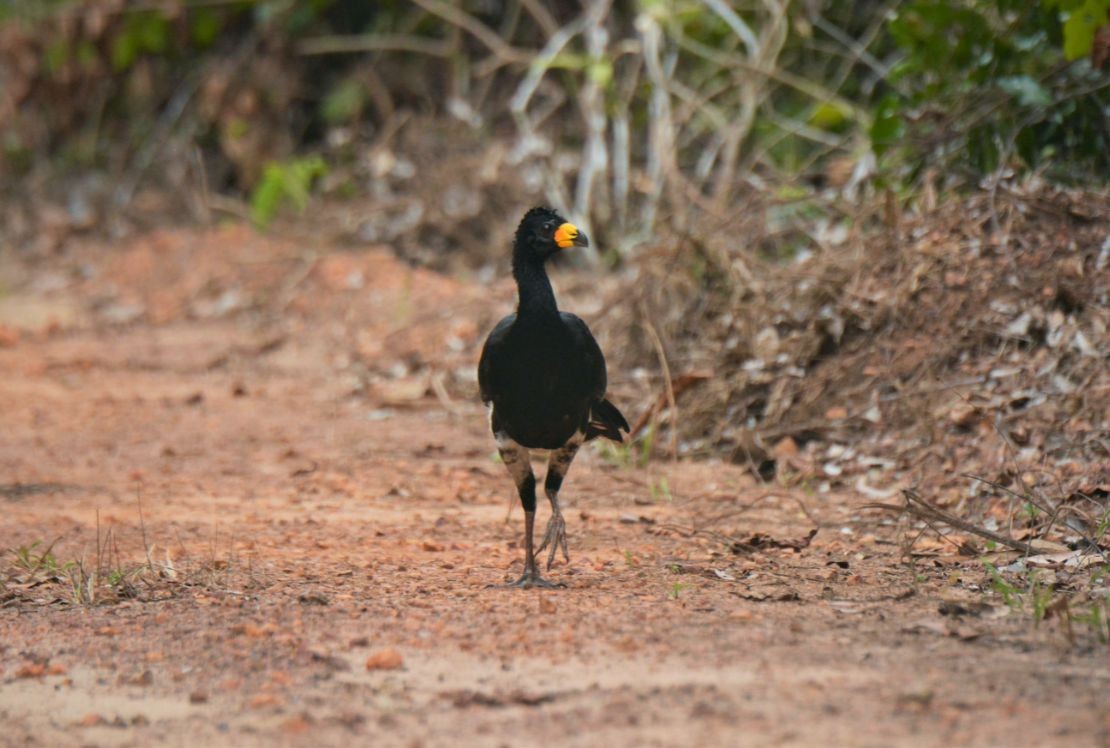 eBird Checklist - 1 Dec 2019 - Reserva Biológica do Gurupi - 1 species