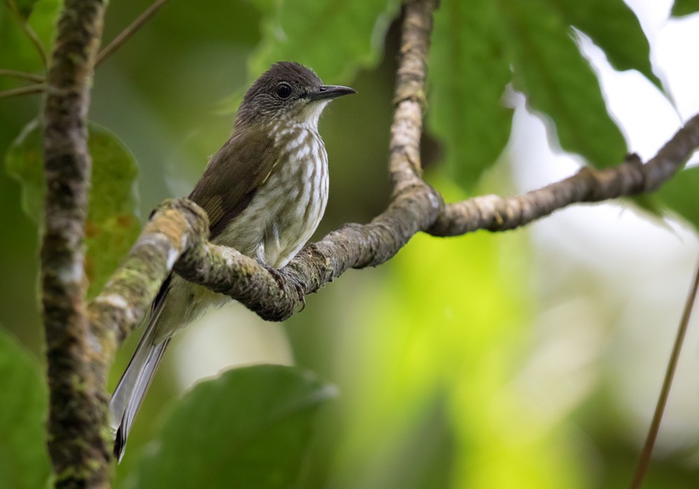 Sunda Bulbul (Javan) - eBird