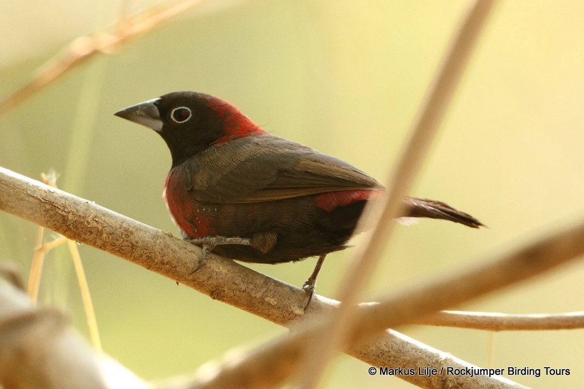 Black-faced Firefinch (Reddish) - eBird