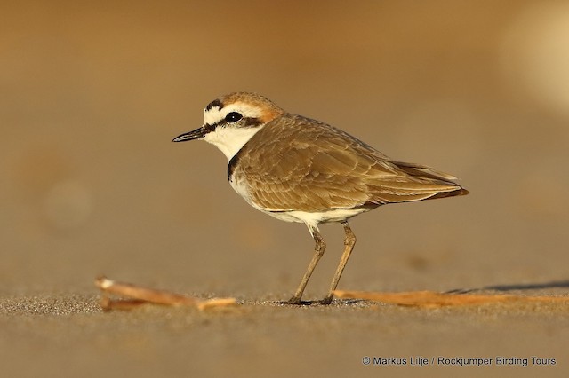 Photos - Kentish Plover - Anarhynchus alexandrinus - Birds of the World