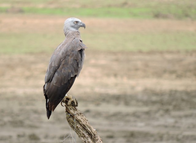 Grey Headed Fish Eagle