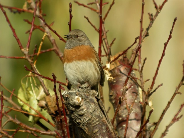 Photos - Robin Accentor - Prunella rubeculoides - Birds of the World