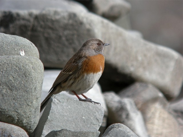 Photos - Robin Accentor - Prunella rubeculoides - Birds of the World